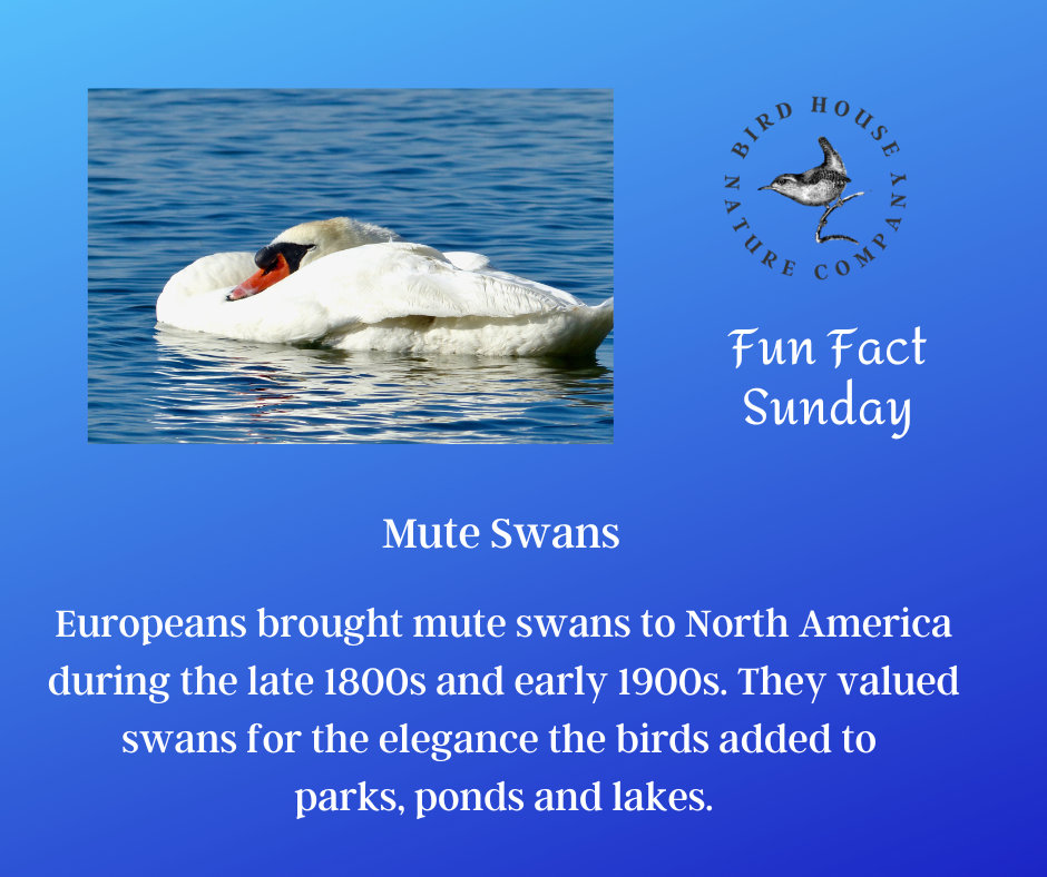 Fun Fact Mute Swans & Priscilla Yellowhead Tobey – Bird House Nature ...