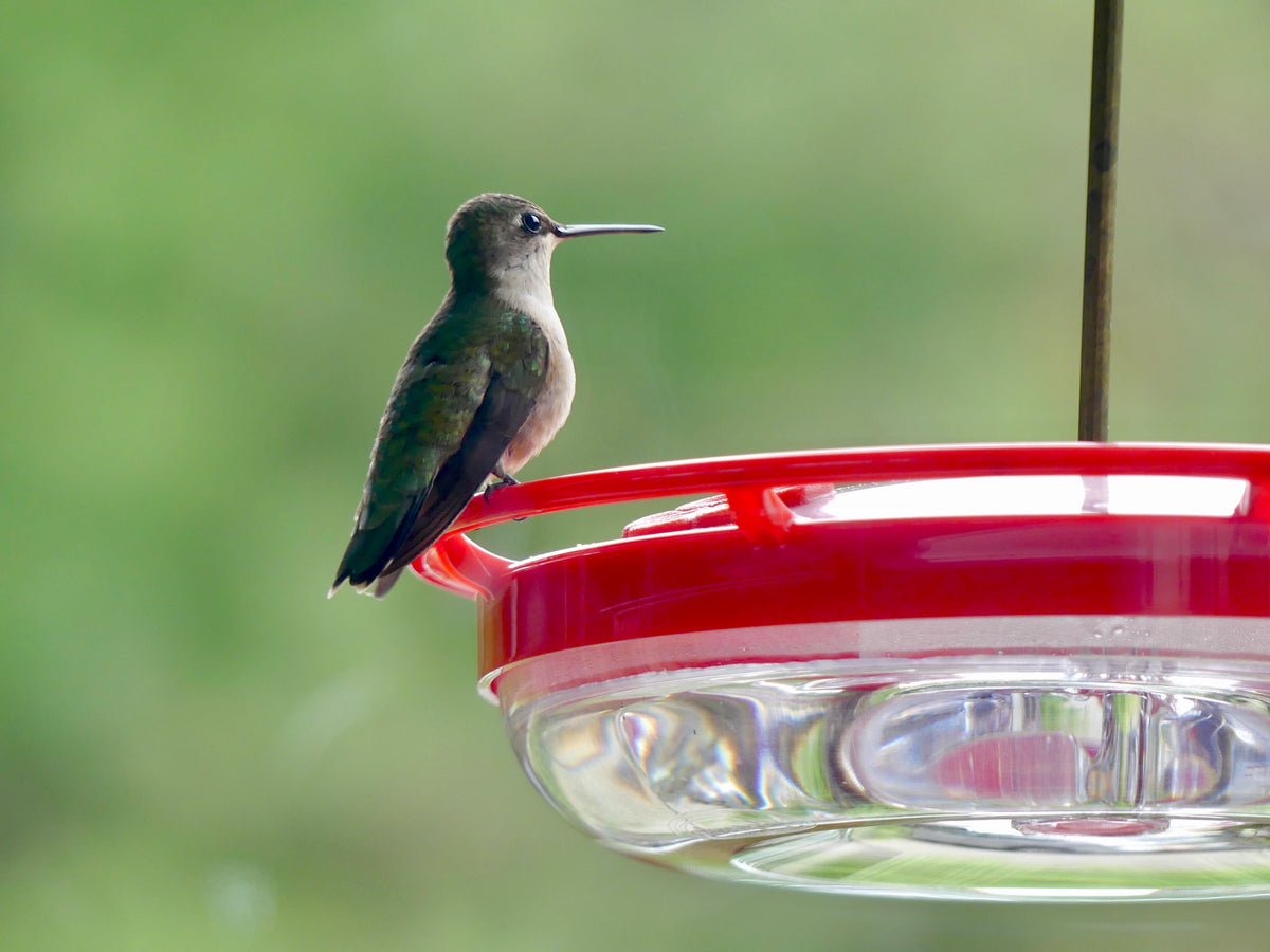 Hummingbirds Good to Know Guide – Bird House Nature Company