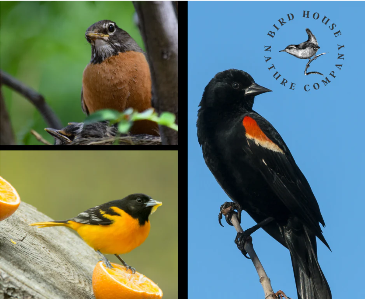 Ontario Bird Facts – Bird House Nature Company